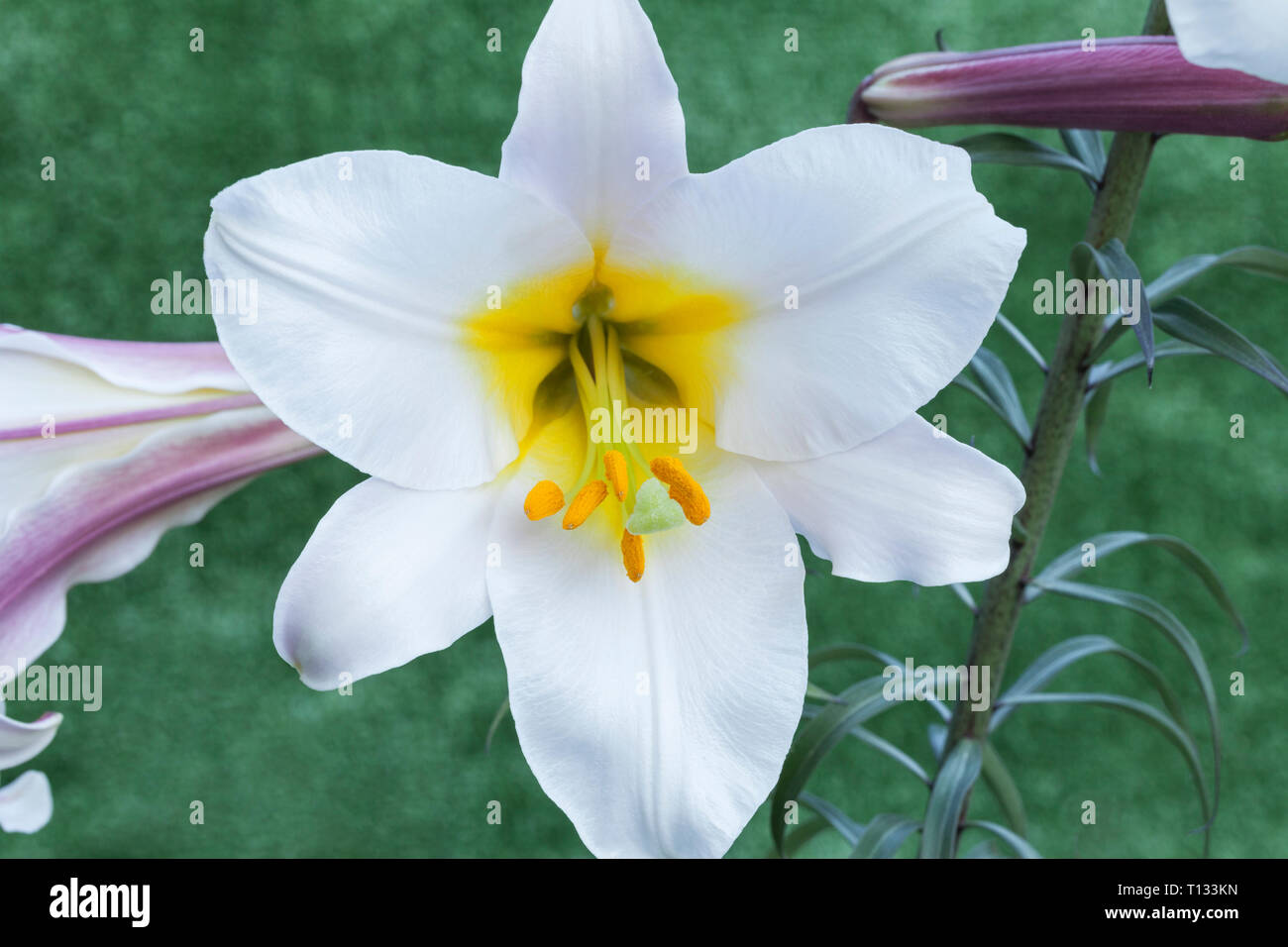 Tall lilies hi-res stock photography and images - Alamy