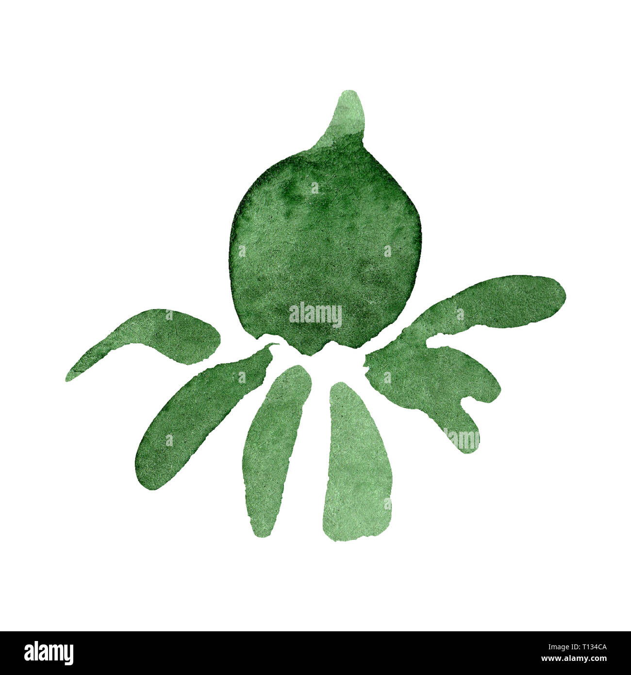 Aster green bud floral botanical flower. Watercolor background ...