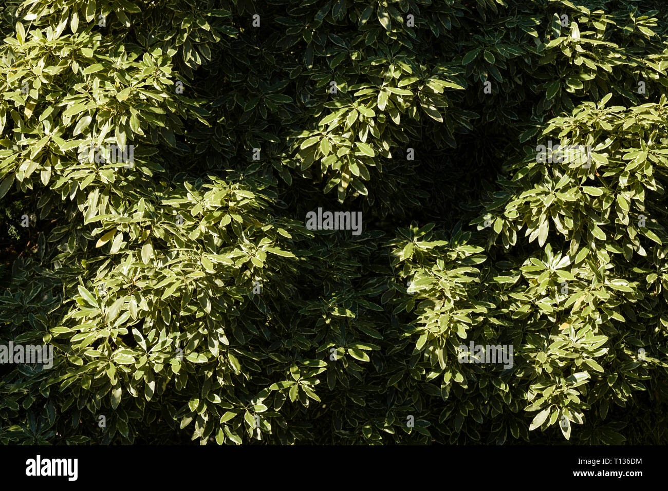 Bathing herb hi-res stock photography and images - Alamy