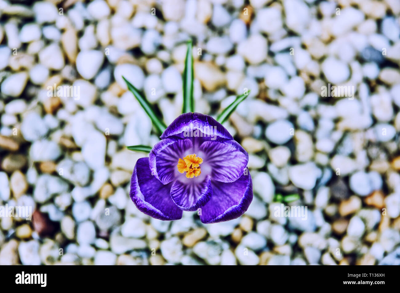 Steiniger untergrund hi-res stock photography and images - Alamy