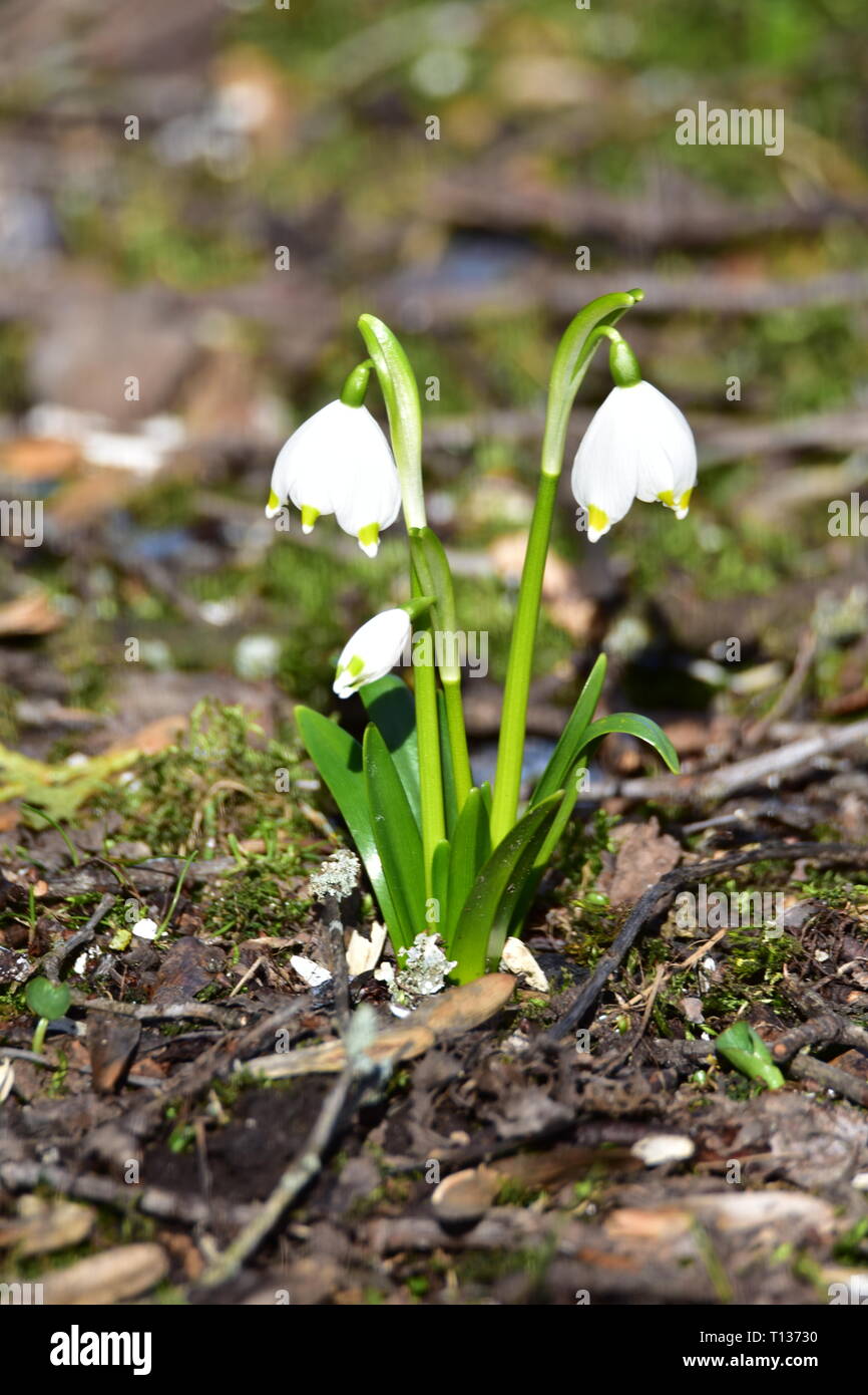 White flowers on the meadow in the early spring Stock Photo - Alamy