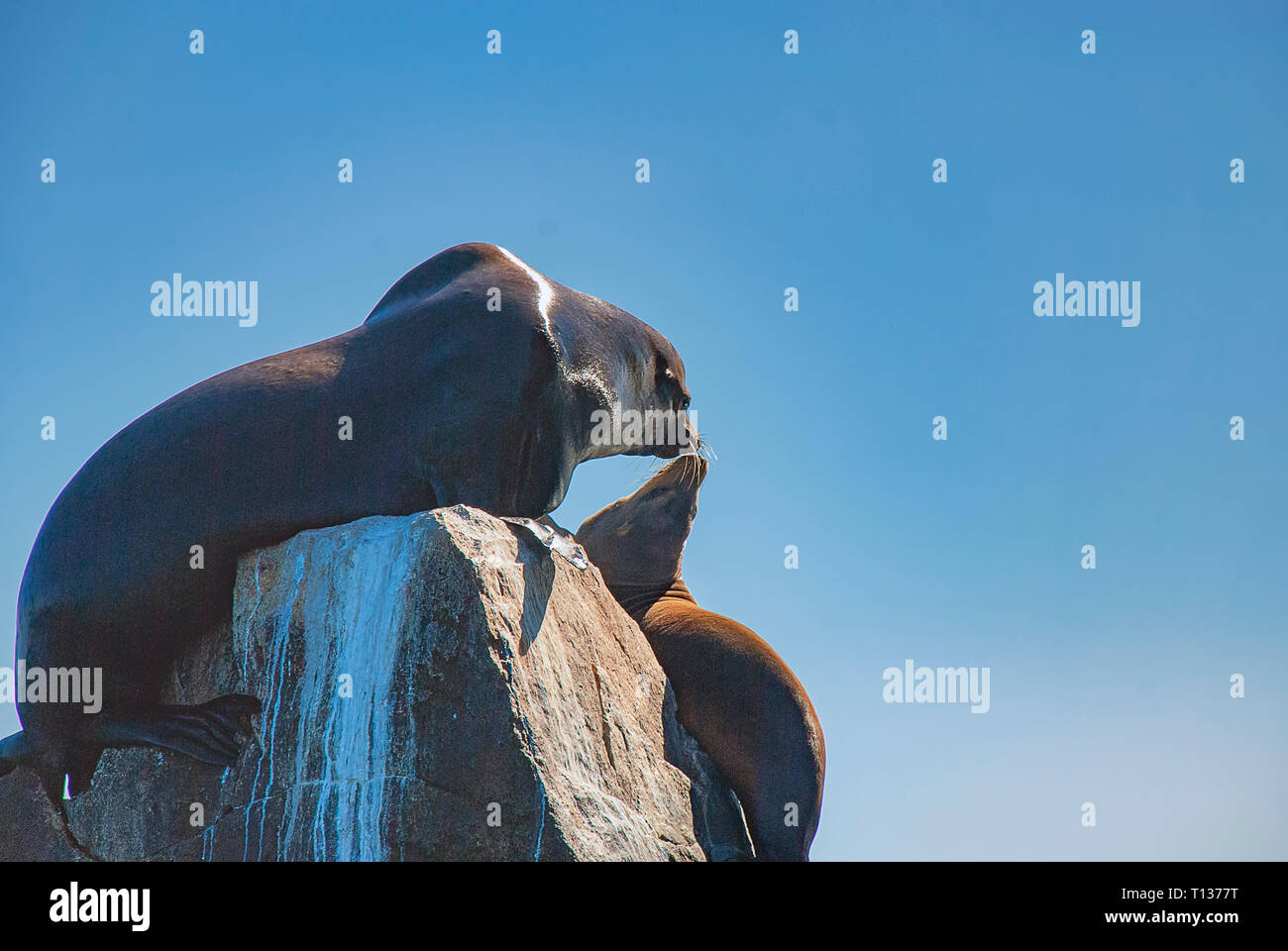 Woman basking in the sun hi-res stock photography and images - Alamy