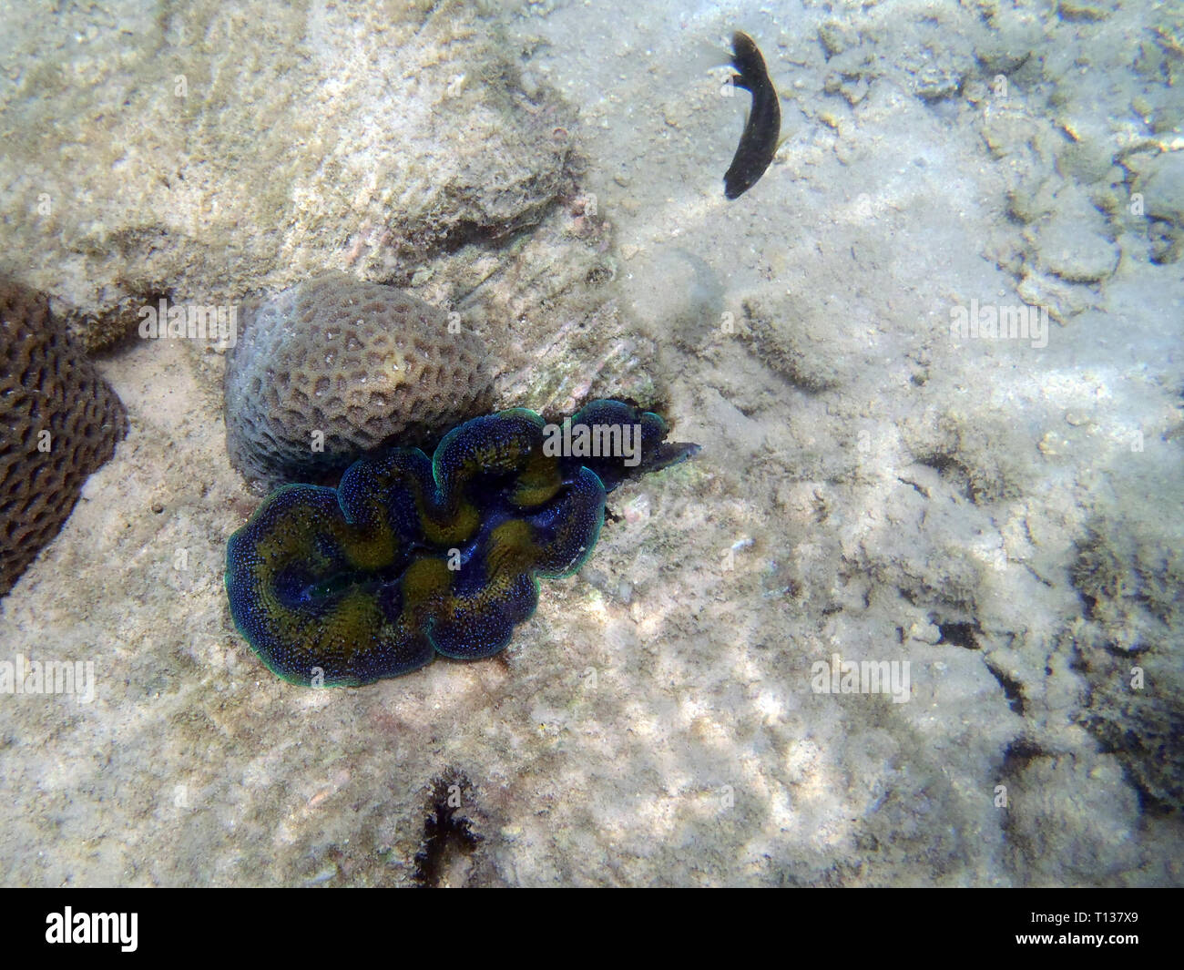 Giant clam (Tridacna gigas)at the tropical coral reef Stock Photo - Alamy