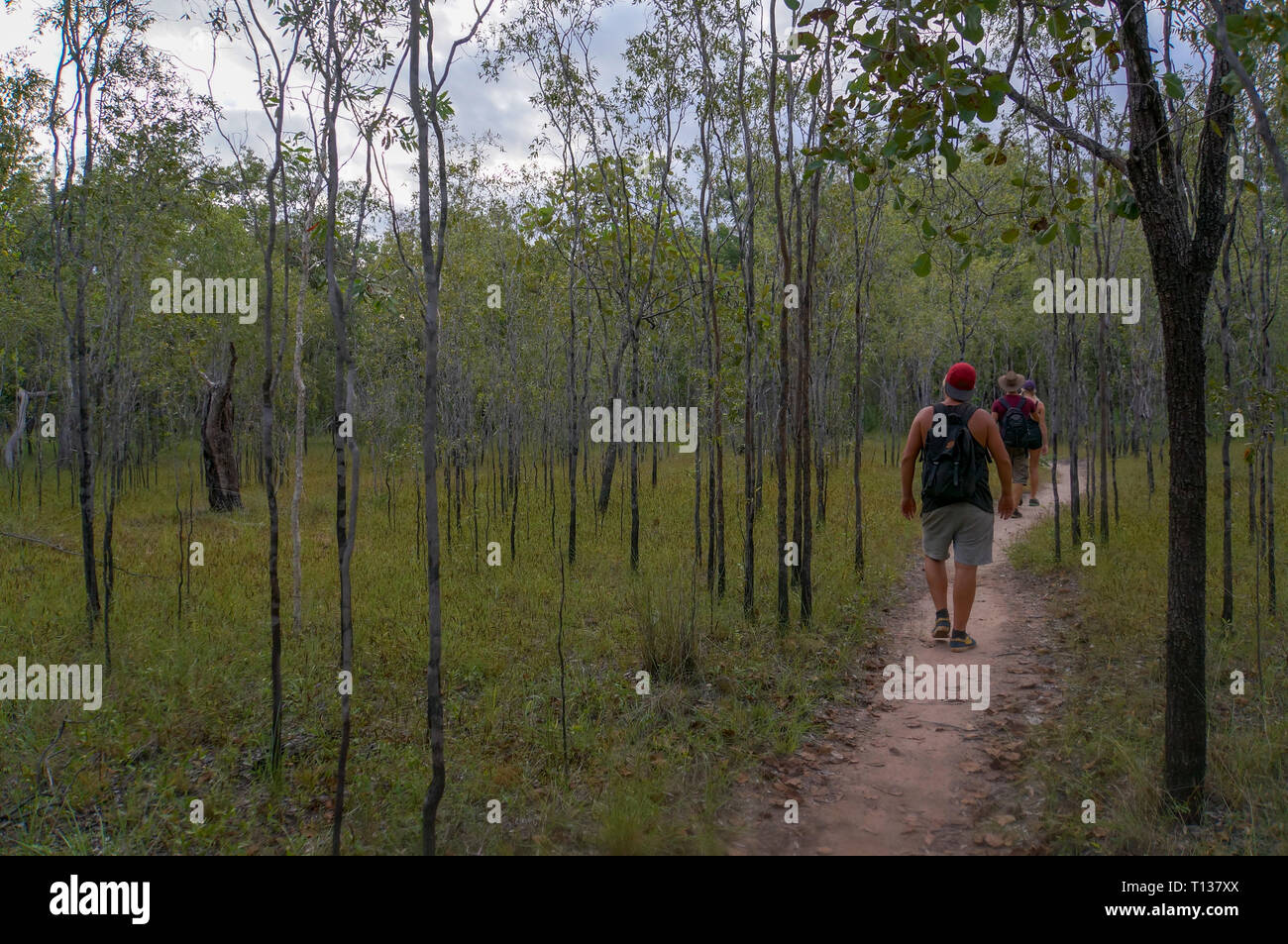 panorama from the Nadab Lookout in ubirr, kakadu national park. It looks like an african ...