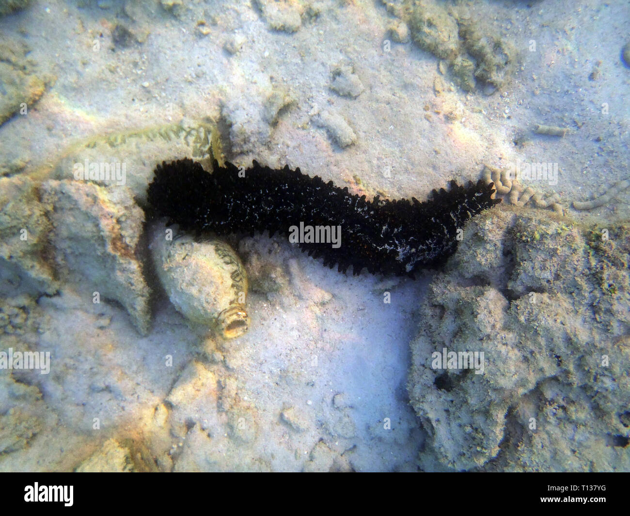 Giant sea cucumber hi-res stock photography and images - Alamy