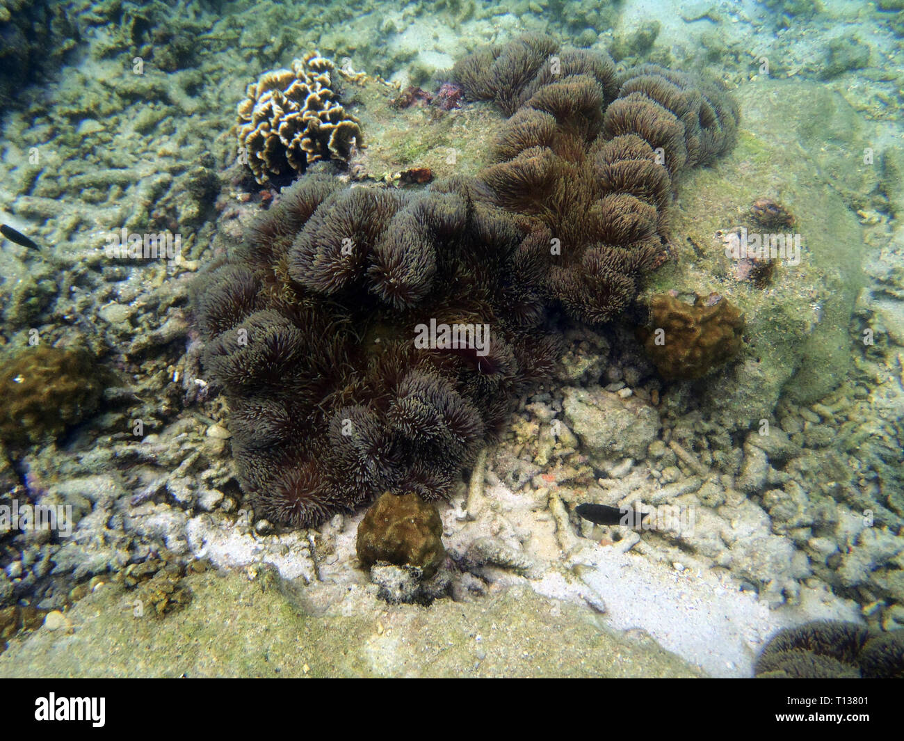 Giant worm sea hi-res stock photography and images - Alamy