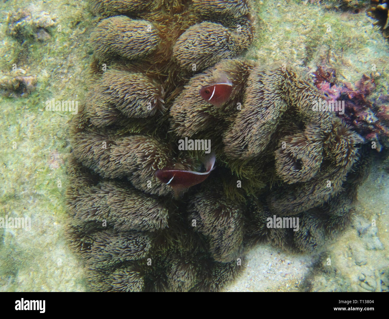 Nemo reef andaman hi-res stock photography and images - Alamy