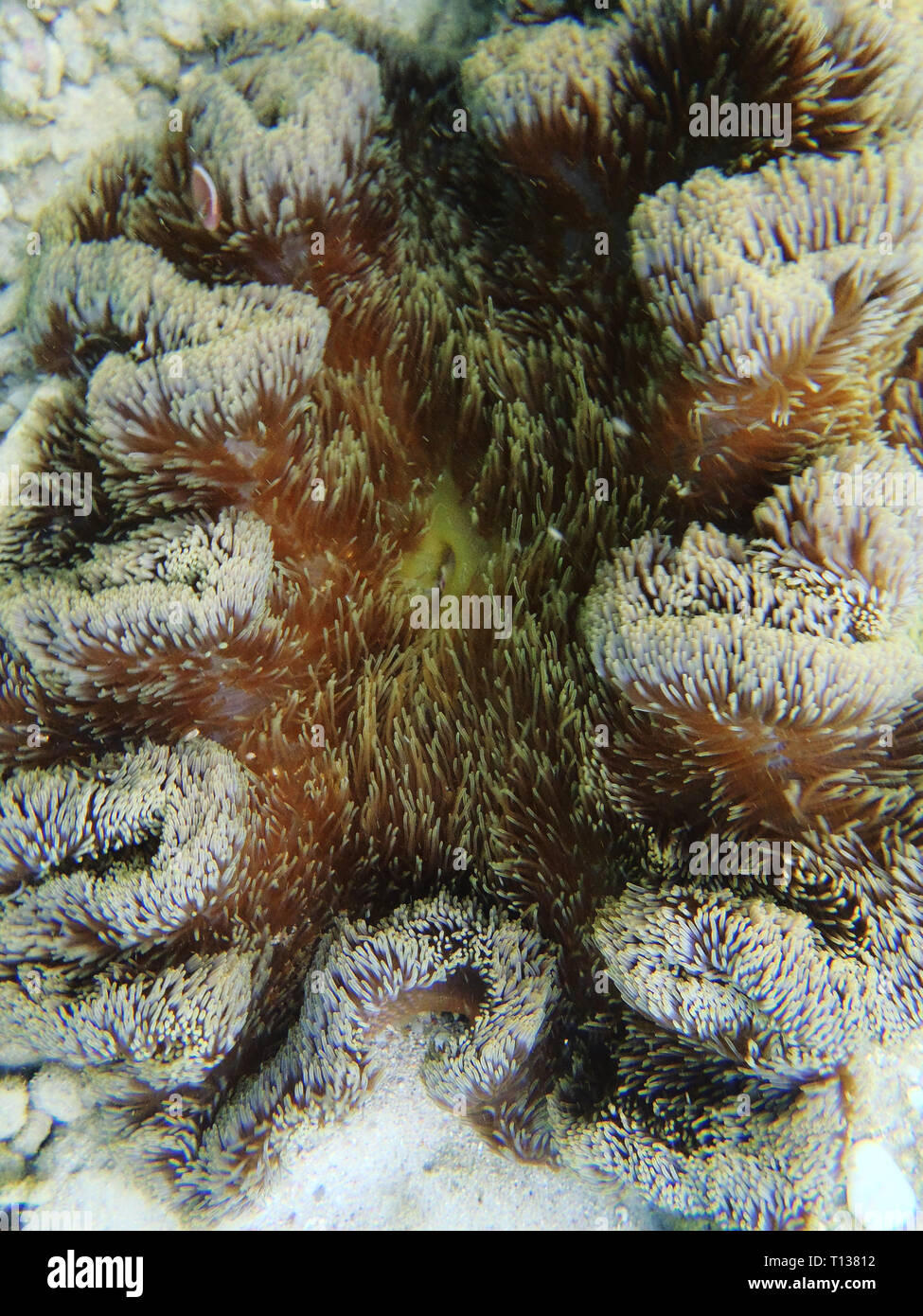 Lionfish big beautiful tropical hi-res stock photography and images - Alamy