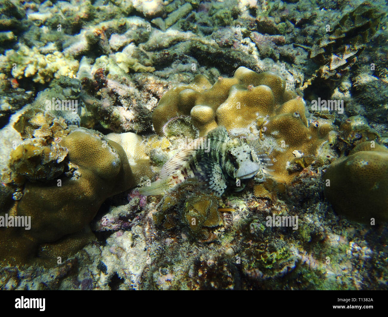 Salarias fasciatus hi-res stock photography and images - Alamy