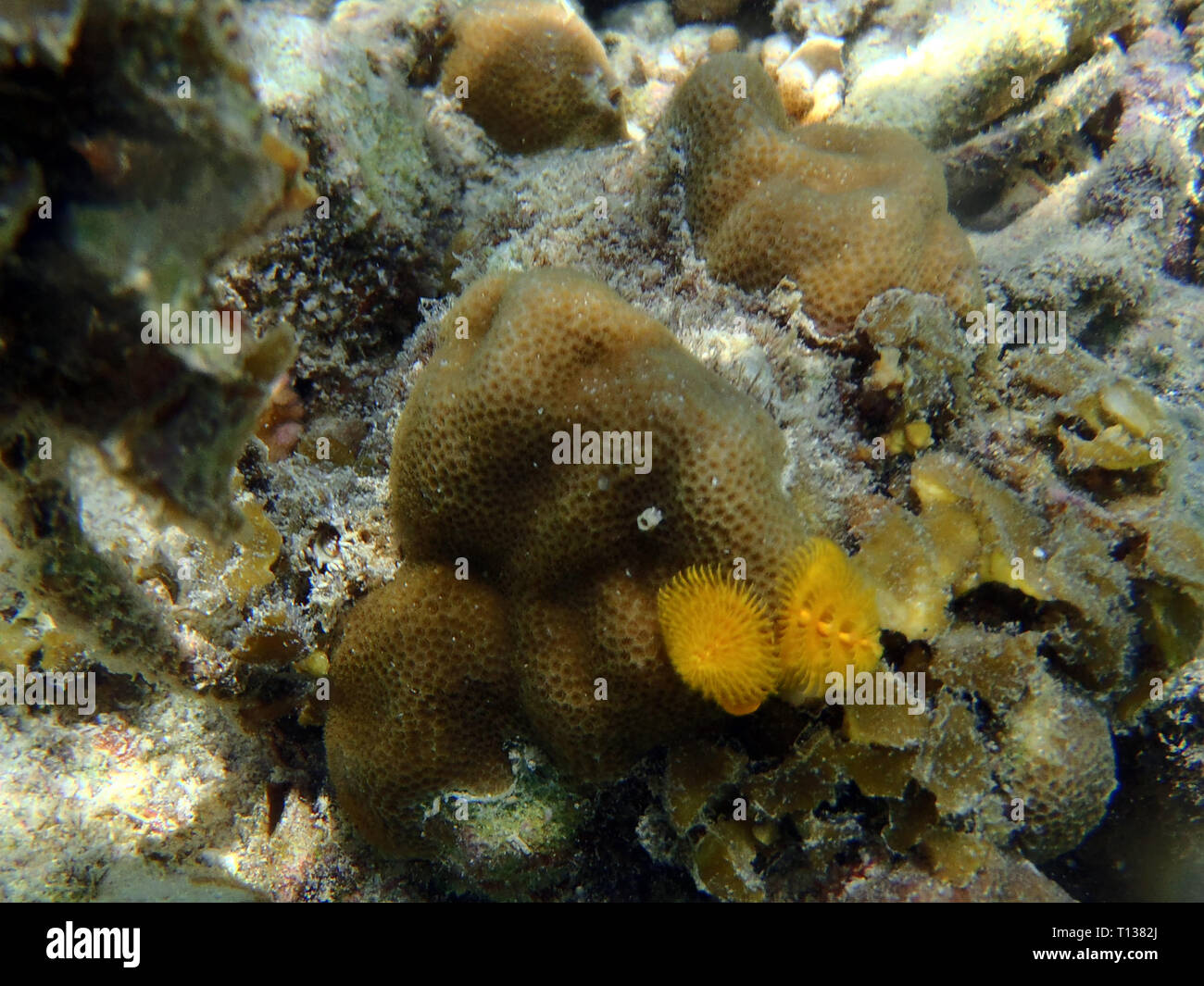 Clam worm hi-res stock photography and images - Alamy