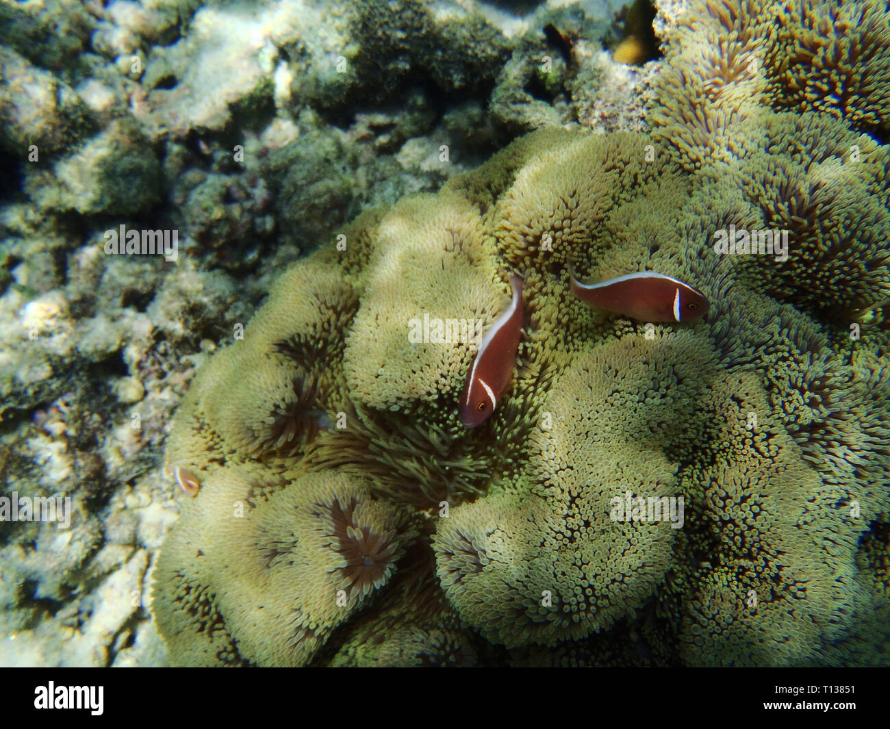 Nemo reef andaman hi-res stock photography and images - Alamy
