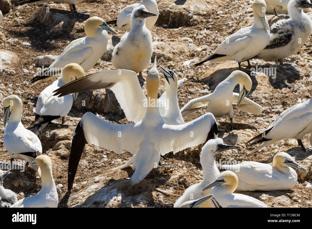 A rare and endangered marine bird species nesting on cliffs Stock Photo ...