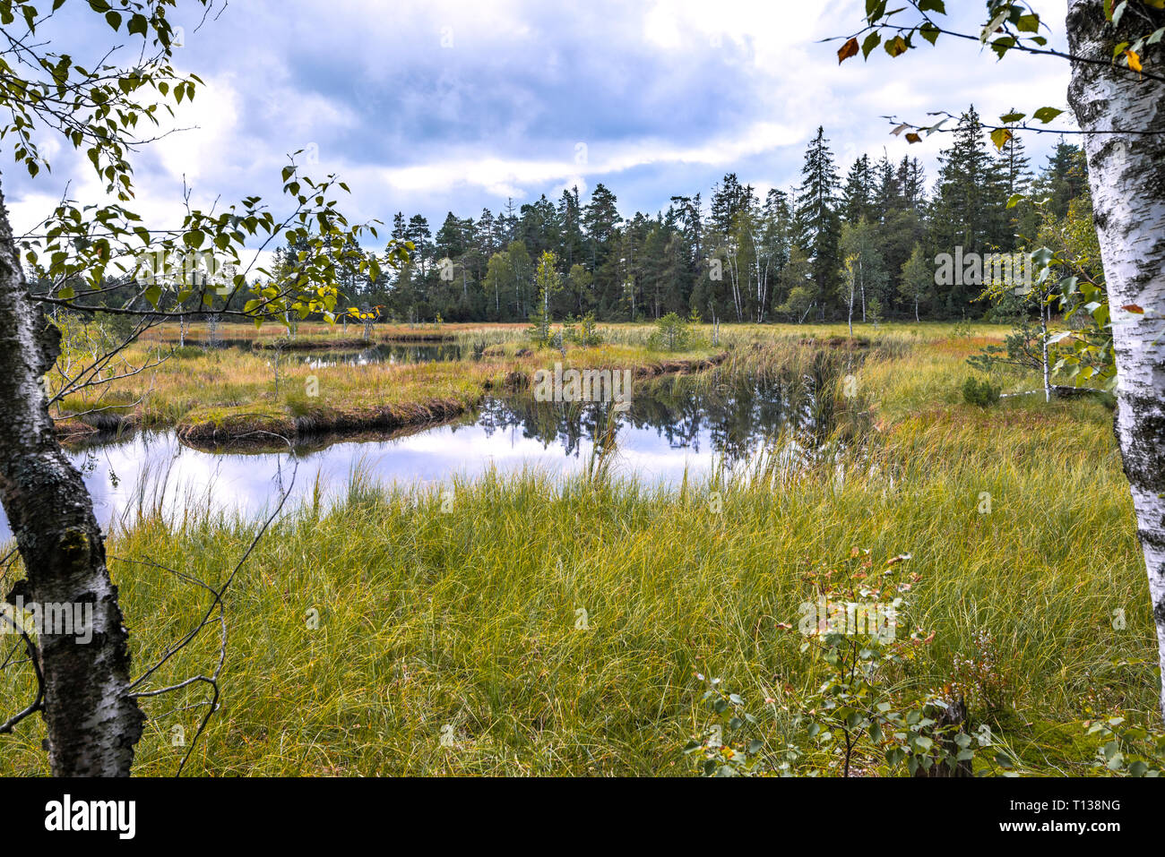 the Wildsee bog in the nature reserve of Kaltenbronn, Black Forest ...