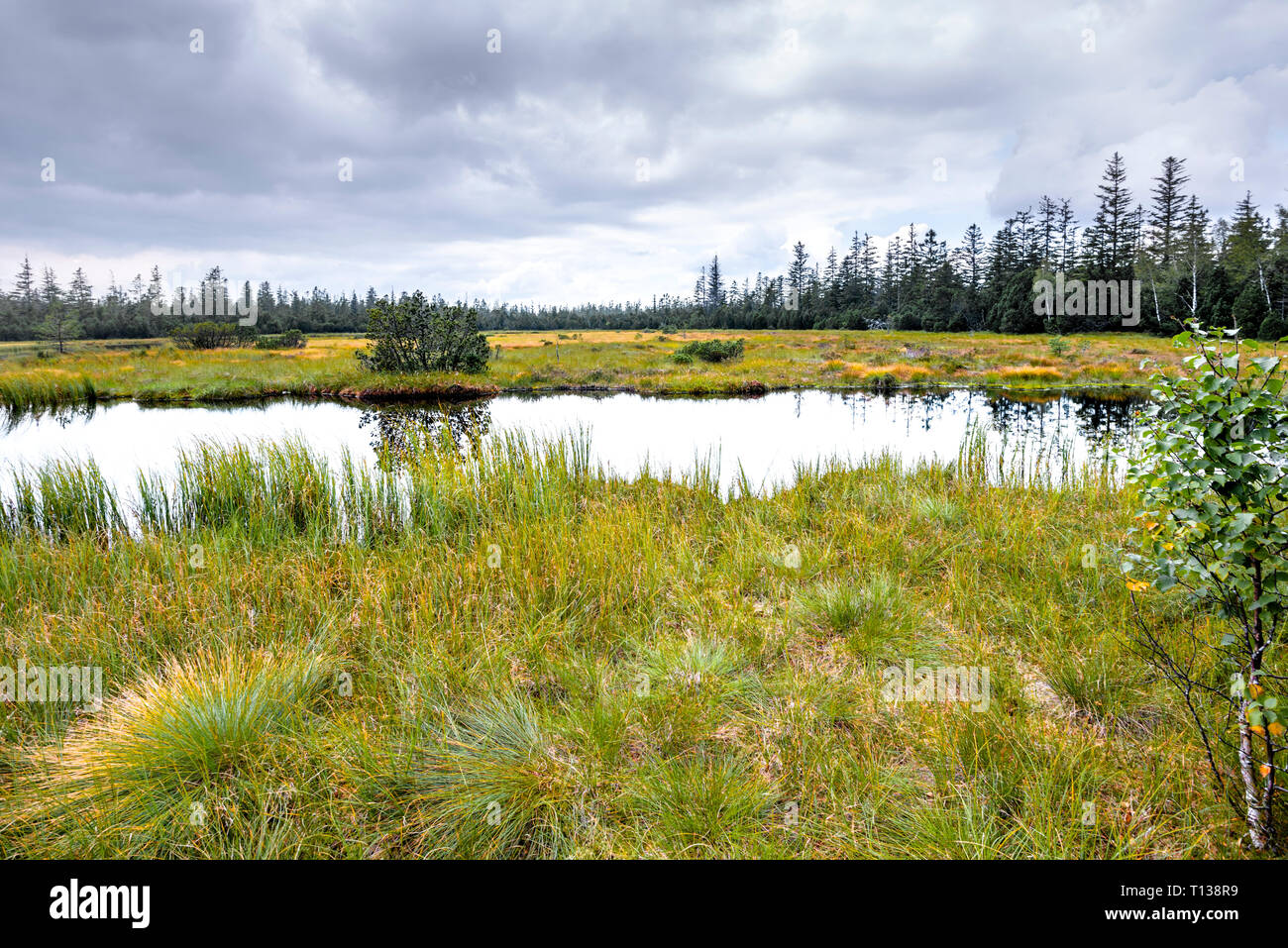 bog lake Hohlohsee at Kaltenbronn, Central/North Black Forest Nature ...