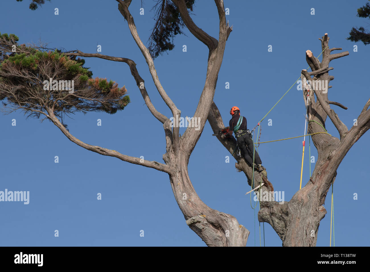 Strapped To Tree High Resolution Stock Photography and Images - Alamy