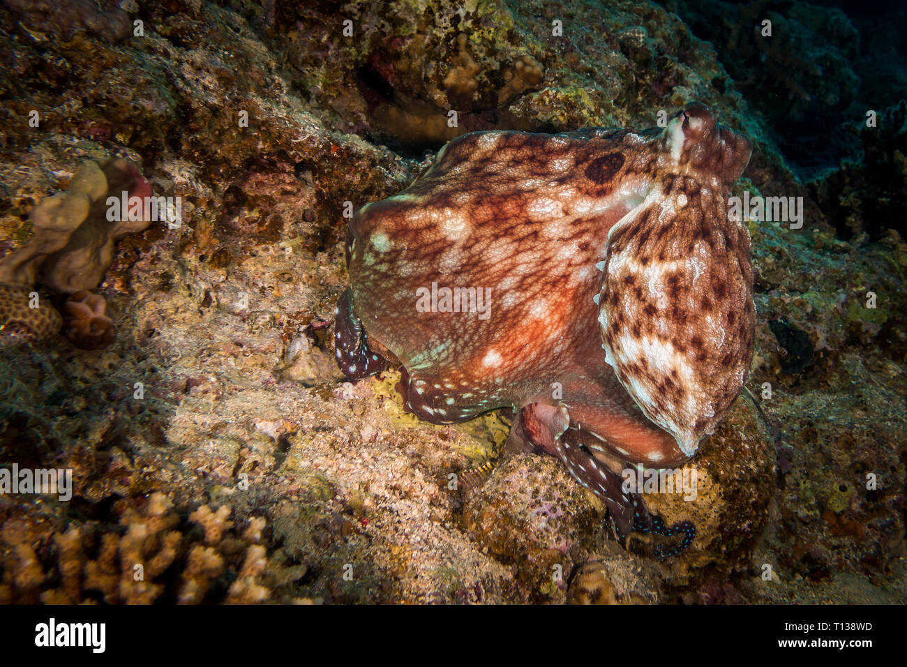 Octopus in Egypt in tobia arba Stock Photo - Alamy