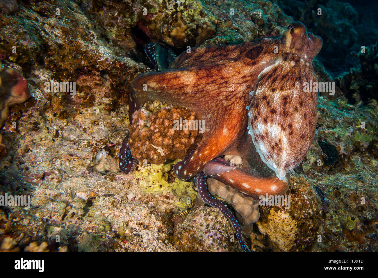 Exotic octopus in underwater aquarium hi-res stock photography and ...