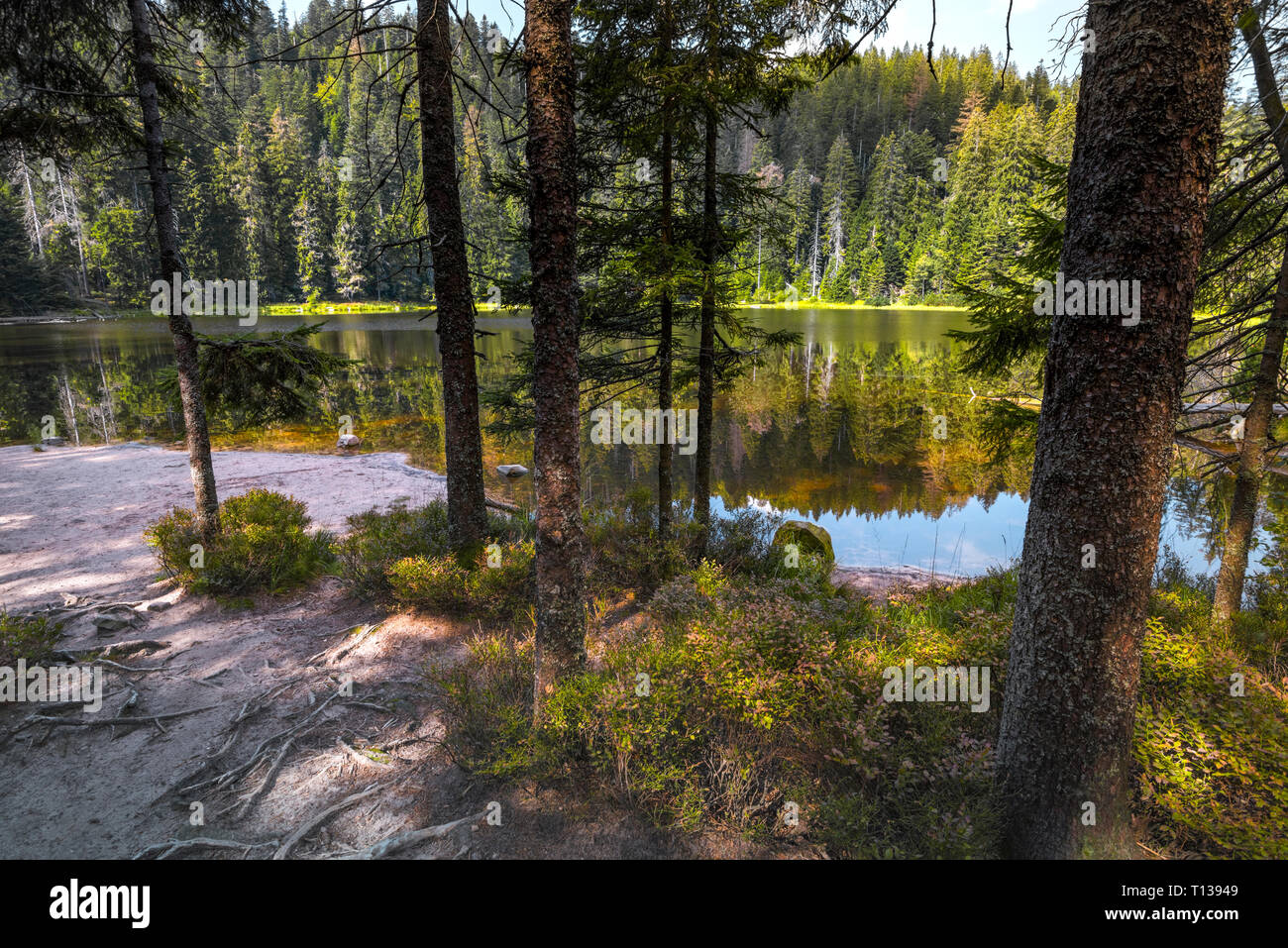 idyllic landscape of the mountain lake Wildsee, Northern Black Forest ...