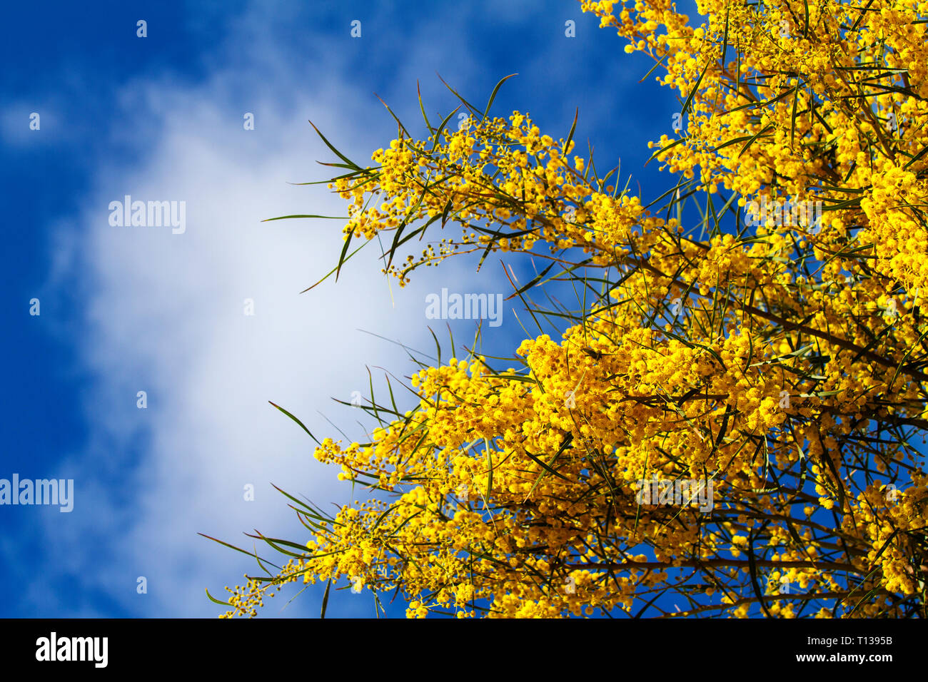 Beautiful spring mimosa in hi-res stock photography and images - Alamy