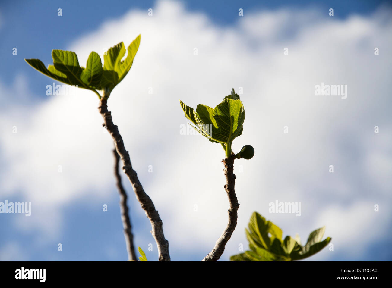 Spring blossoms: a fig tree pushes its branches towards the blue sky ...