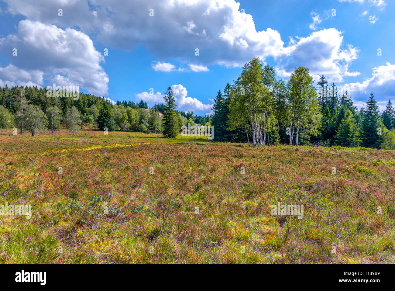 Heather landscape hi-res stock photography and images - Alamy
