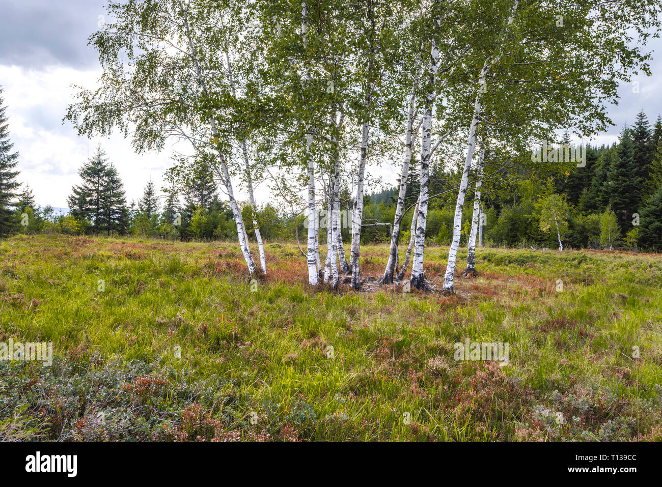 Birch group in blooming heather hi-res stock photography and images - Alamy