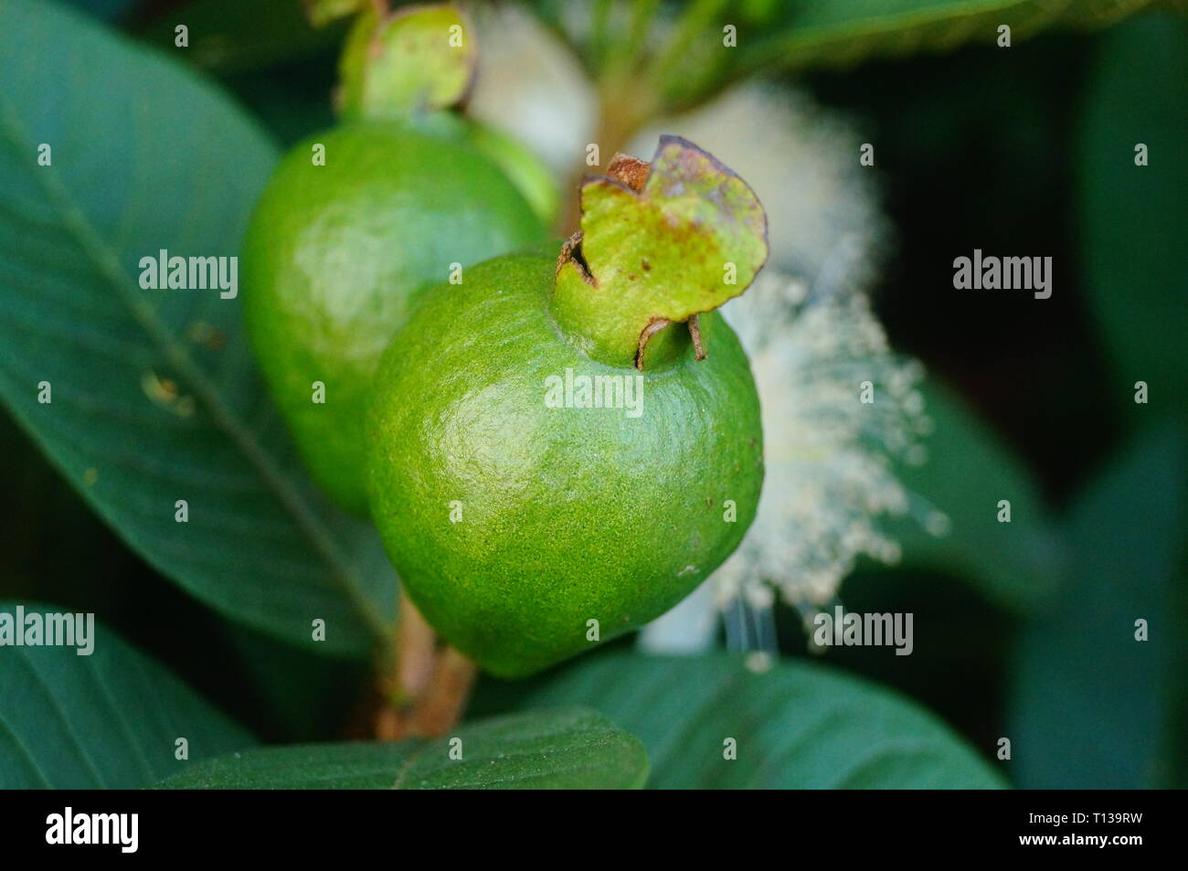 Guava grows in the orchard Stock Photo - Alamy