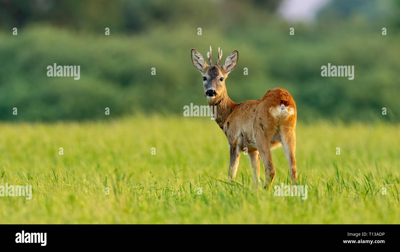 Roebuck wildlife hi-res stock photography and images - Alamy