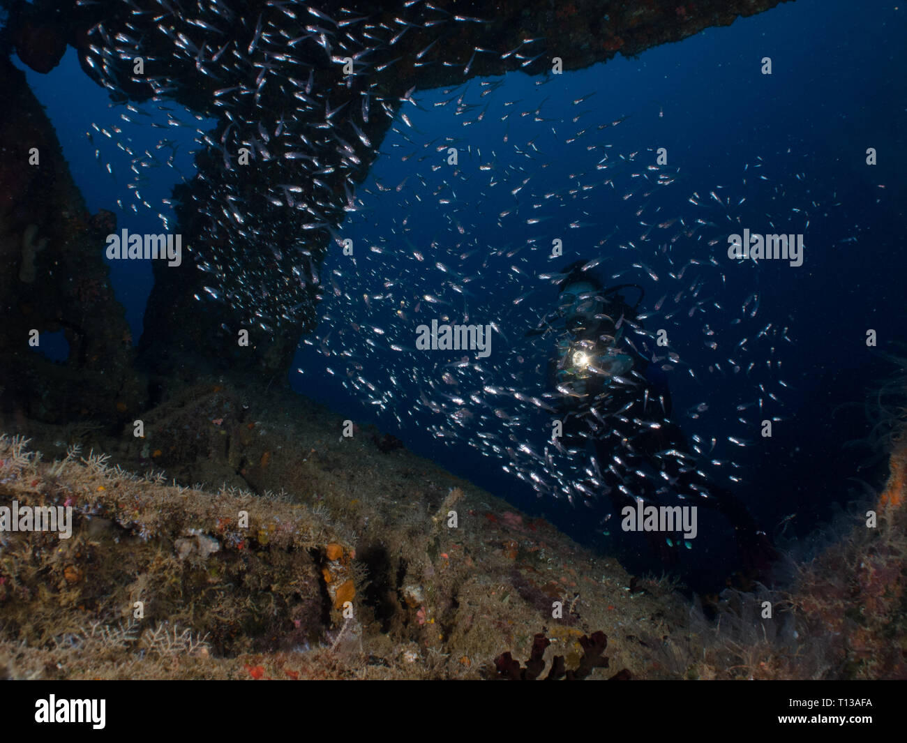 Underwater visibility hi-res stock photography and images - Alamy
