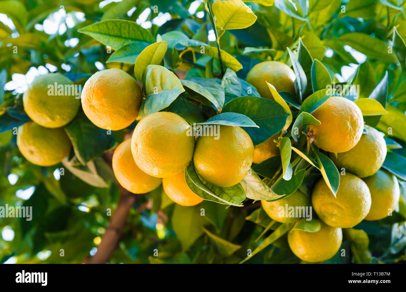 Oranges hanging on tree hi-res stock photography and images - Alamy