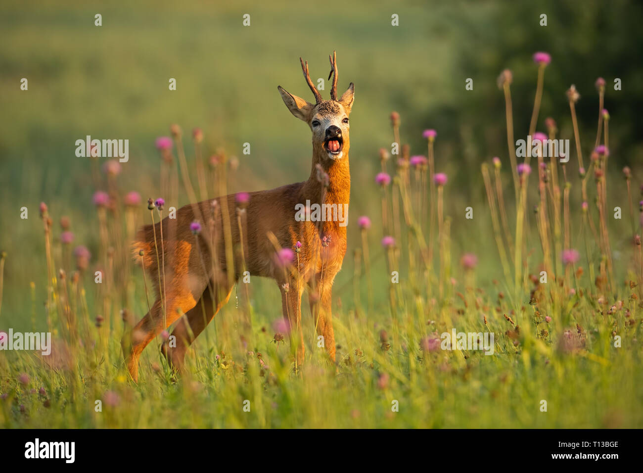 Frightened roe deer, capreolus capreolus, buck barking Stock Photo - Alamy