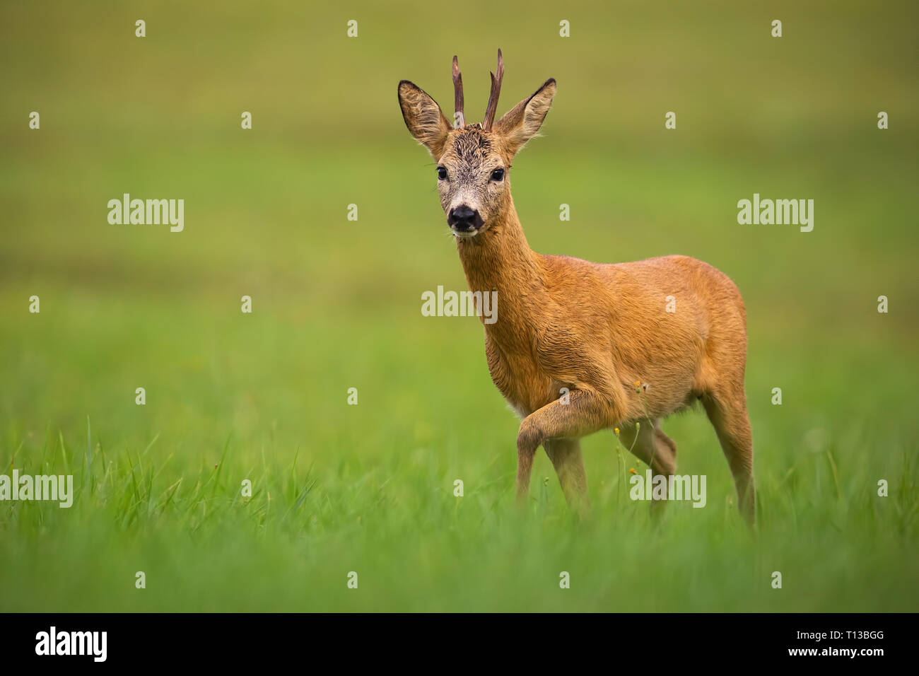 Roe deer in landscape hi-res stock photography and images - Alamy