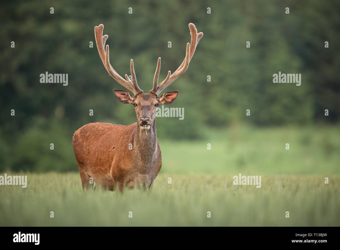 Red deer, cervus elaphus, with antlers growing in velvet Stock Photo ...