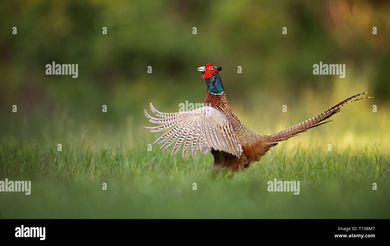 Male common pheasant, phasianus colchicus rooster showing off Stock ...