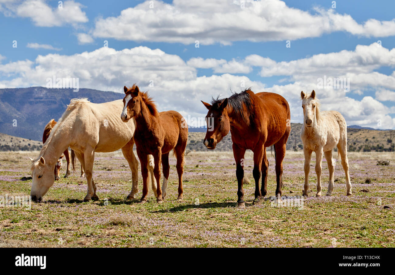 Wild Horse Open Field Horses Terrorize The Suburbs Spartan Scoop