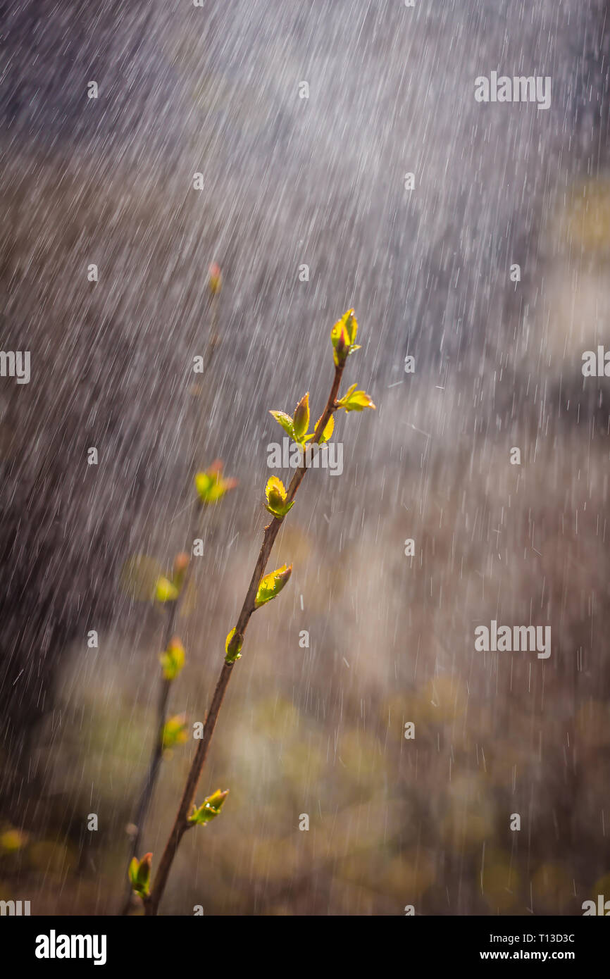 The first leaves of the bush. Dissolving leaflet. The beginning of ...