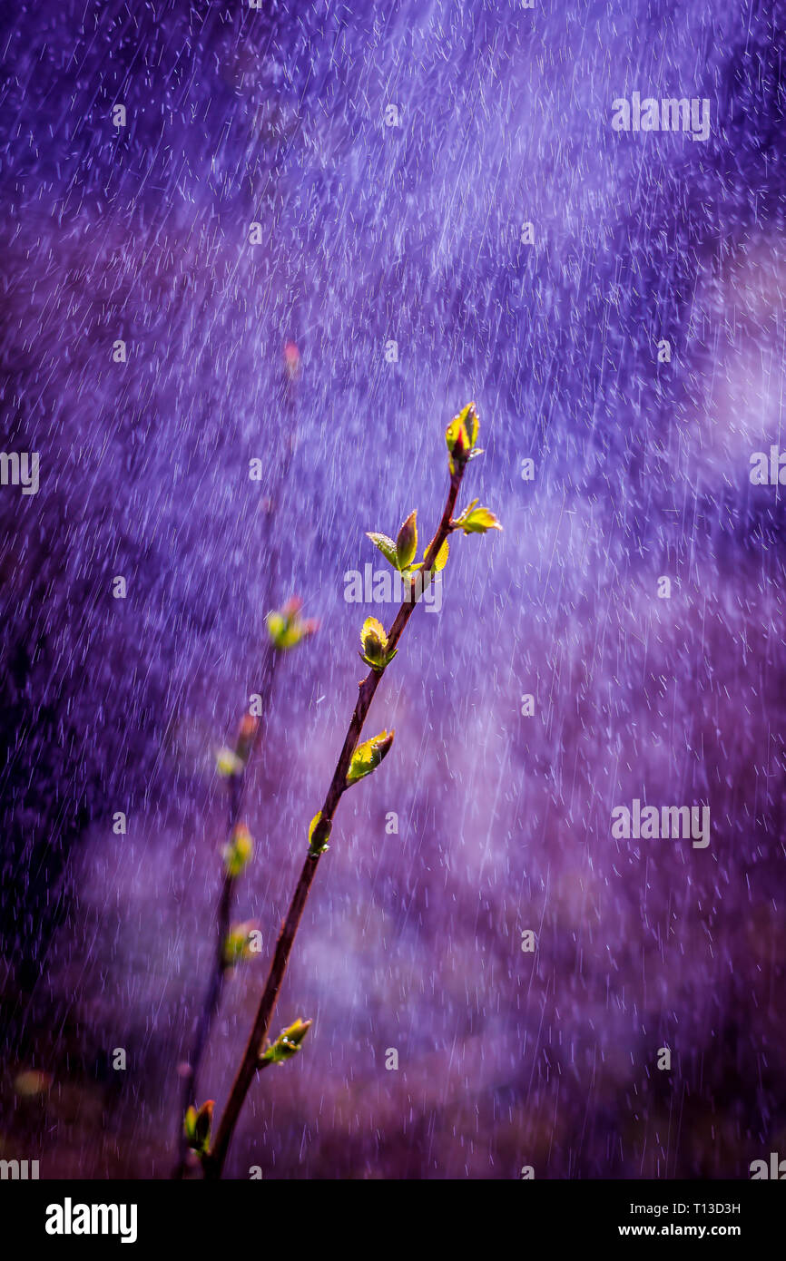 The first leaves of the bush. Dissolving leaflet. The beginning of ...