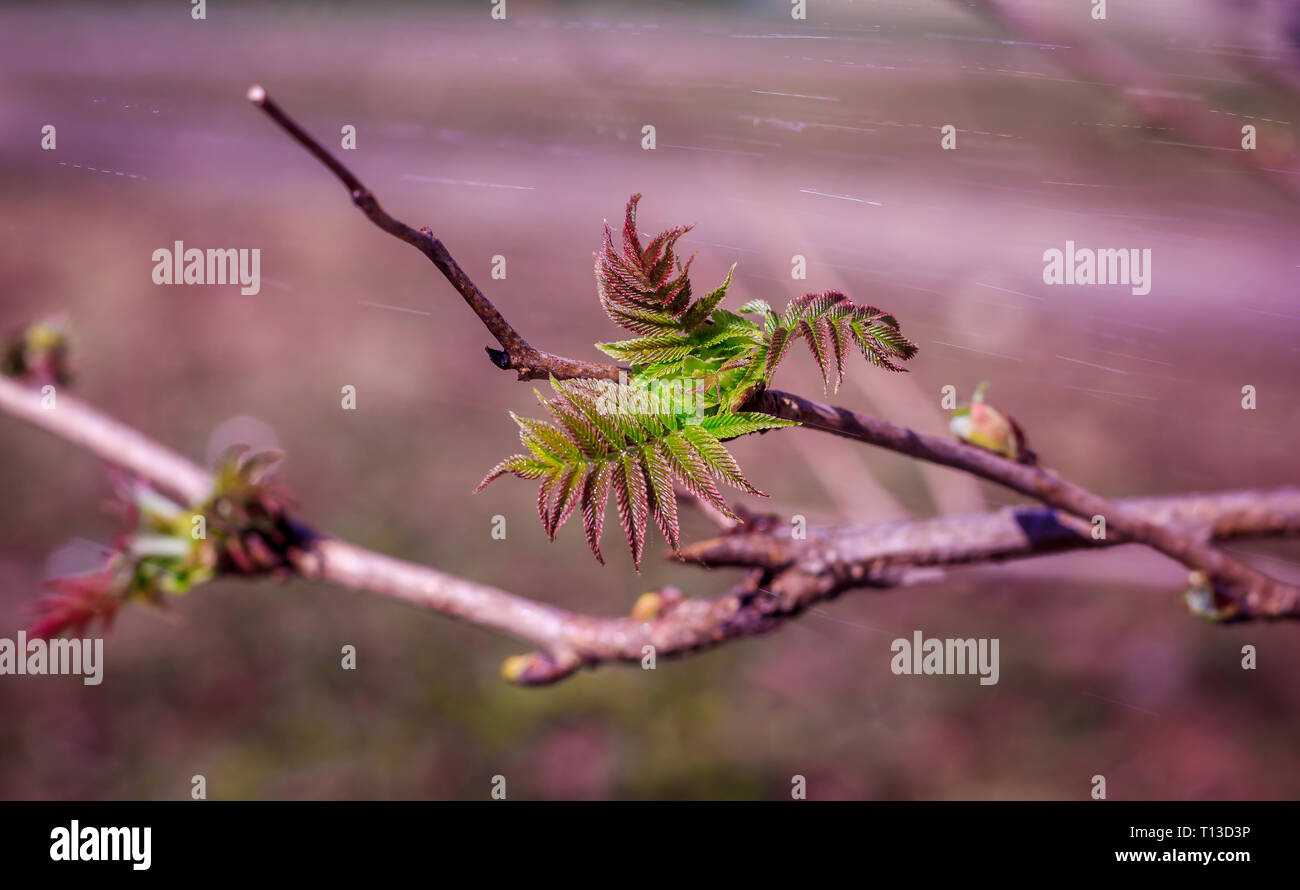 The first leaves of the bush. Dissolving leaflet. The beginning of ...