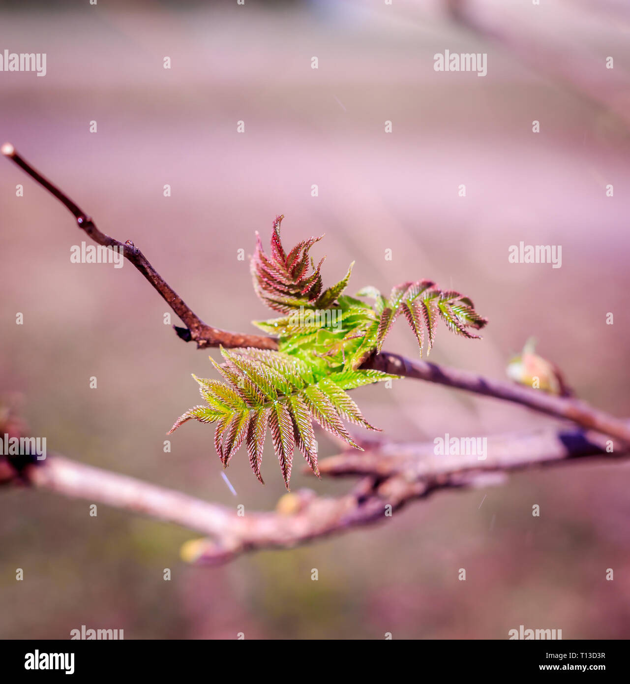 The first leaves of the bush. Dissolving leaflet. The beginning of ...