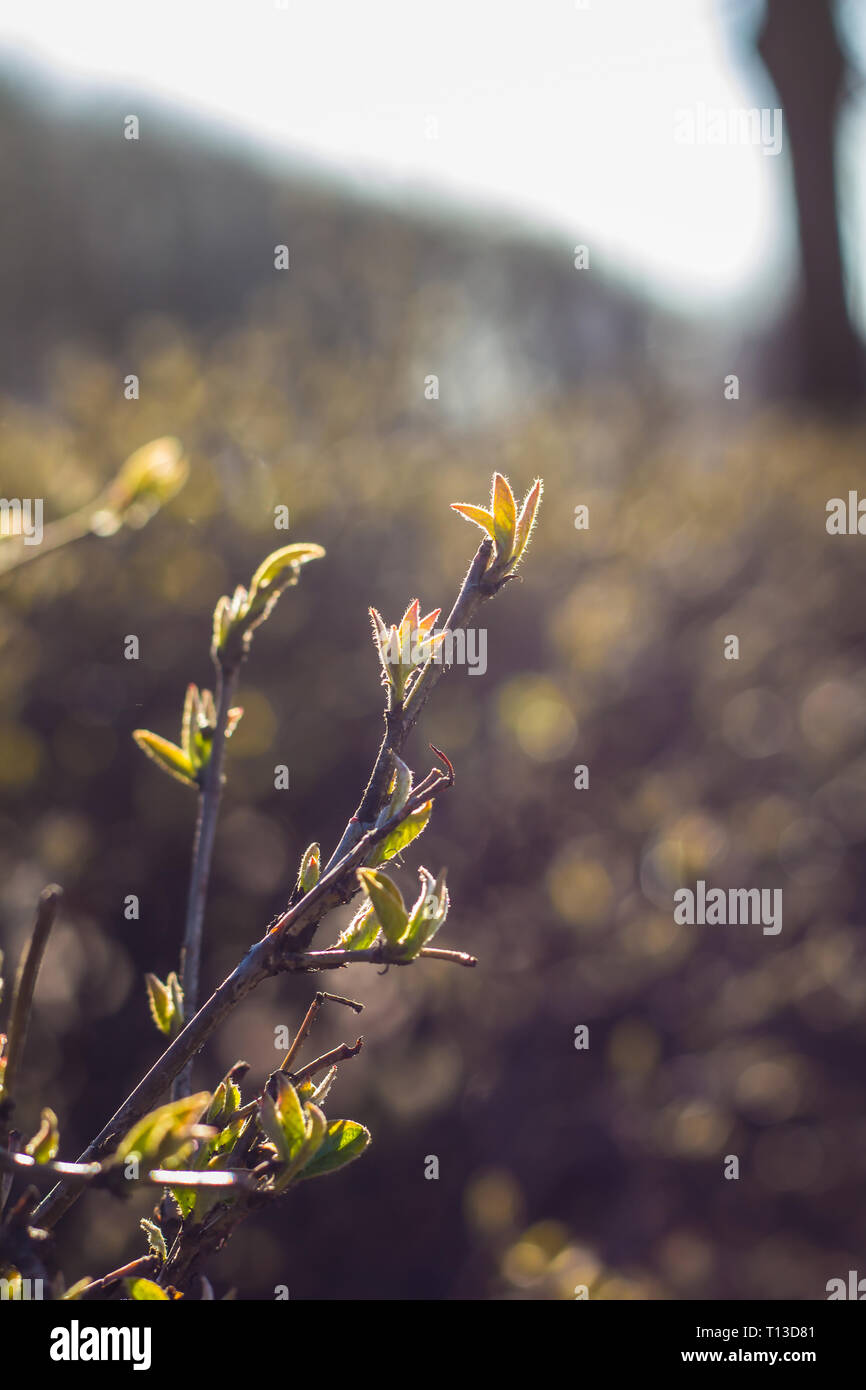 The first leaves of the bush. Dissolving leaflet. The beginning of ...