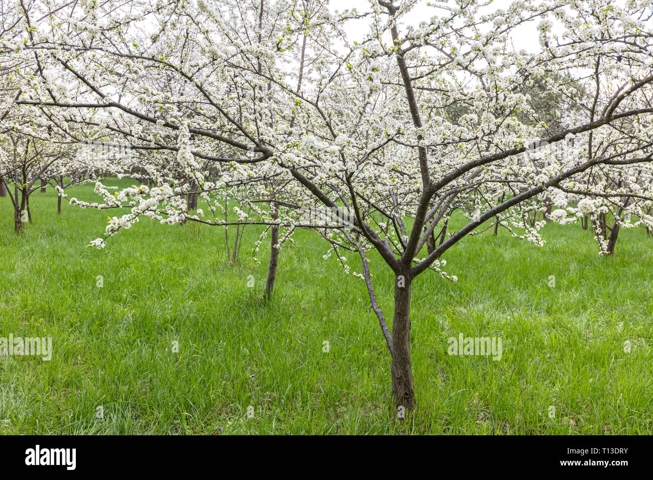 cherry orchard in spring season. young apple trees during blooming ...