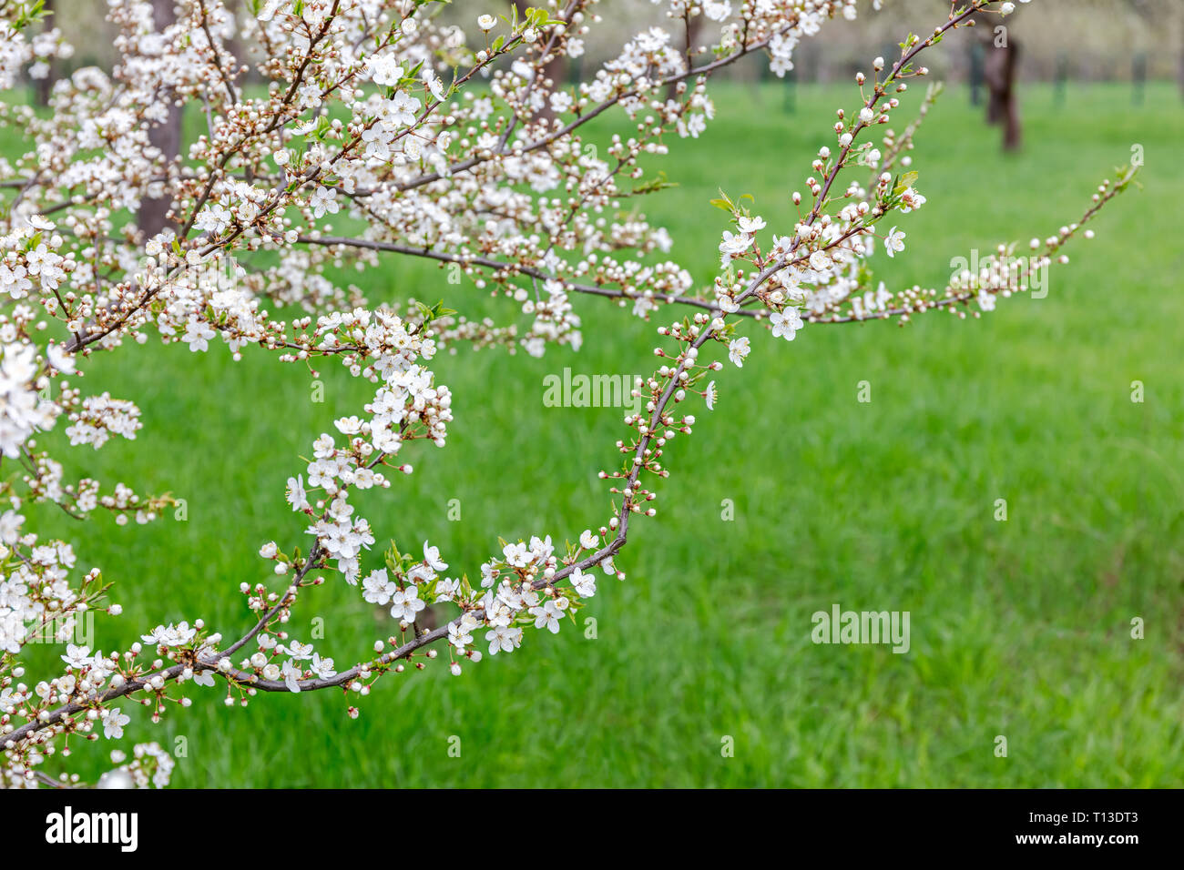 blooming cherry tree branches with flowers and buds in spring time ...