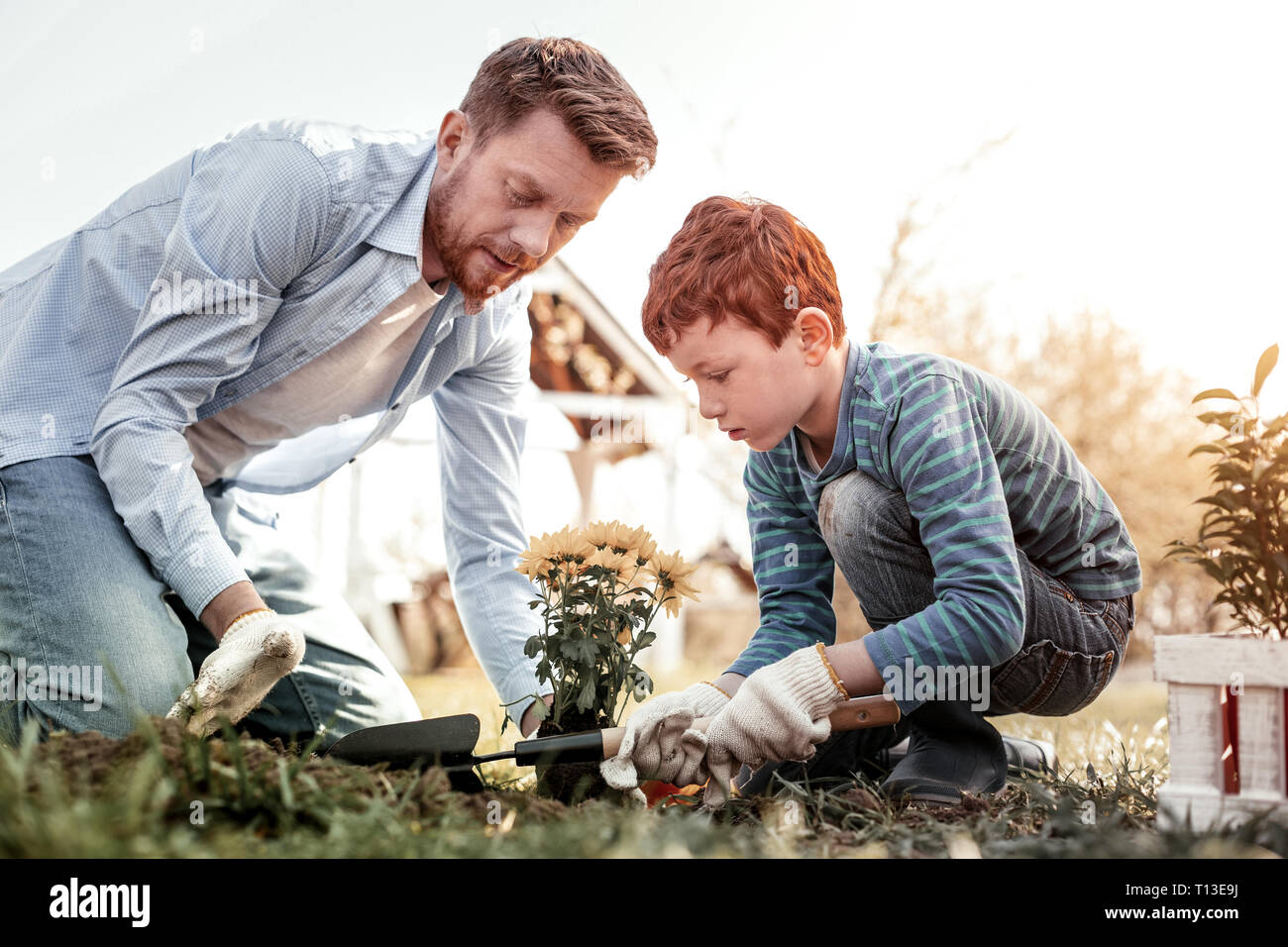 Serious red haired man beard hi-res stock photography and images - Alamy