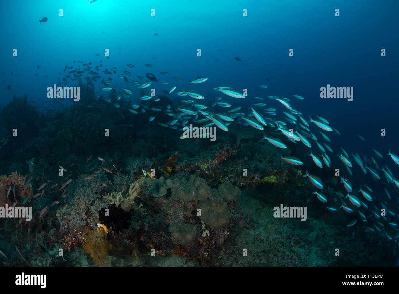 Scuba diving Raja Ampat Stock Photo - Alamy