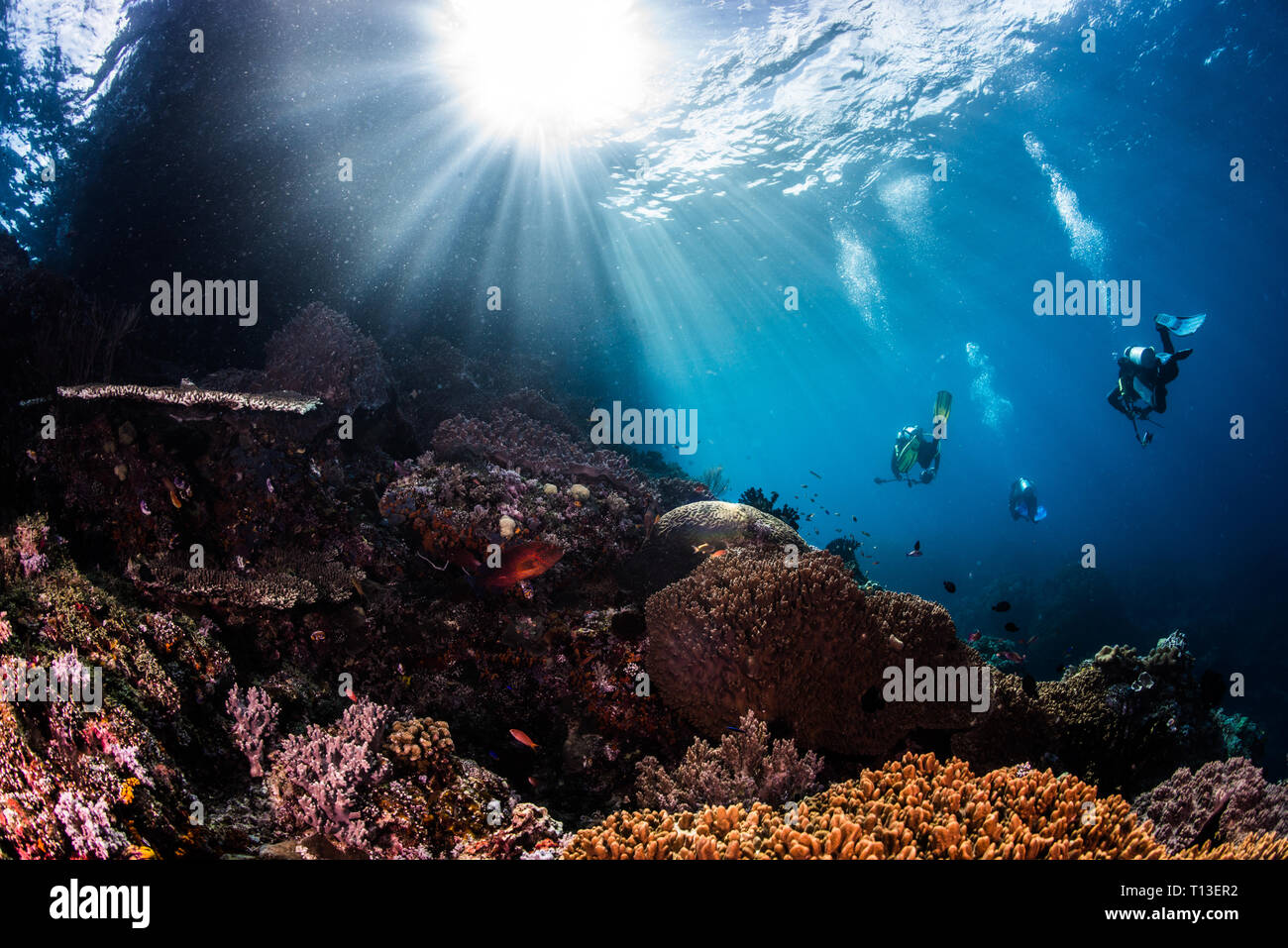 Scuba diving Raja Ampat Stock Photo - Alamy