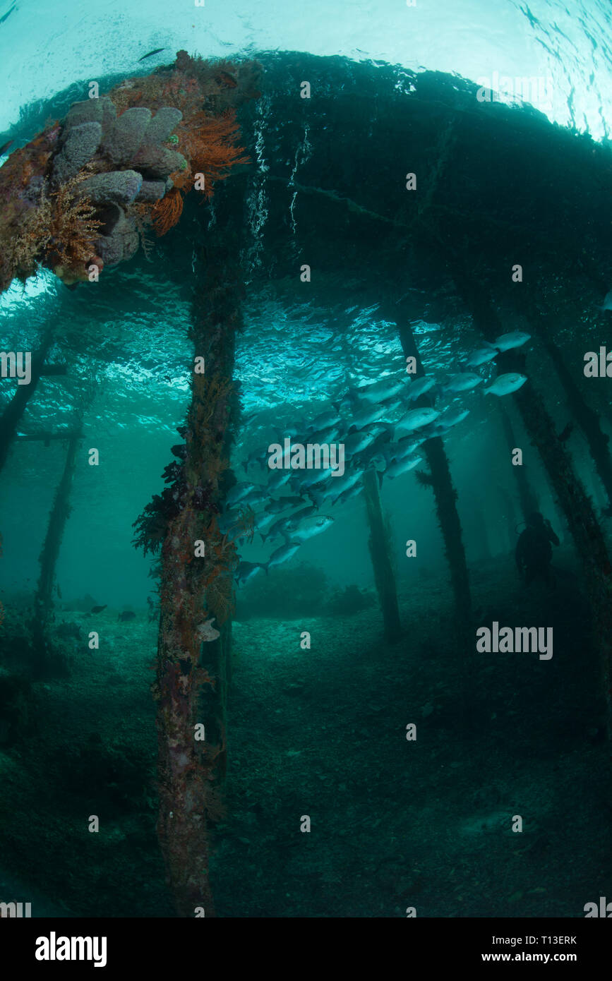 Scuba diving Raja Ampat Stock Photo - Alamy