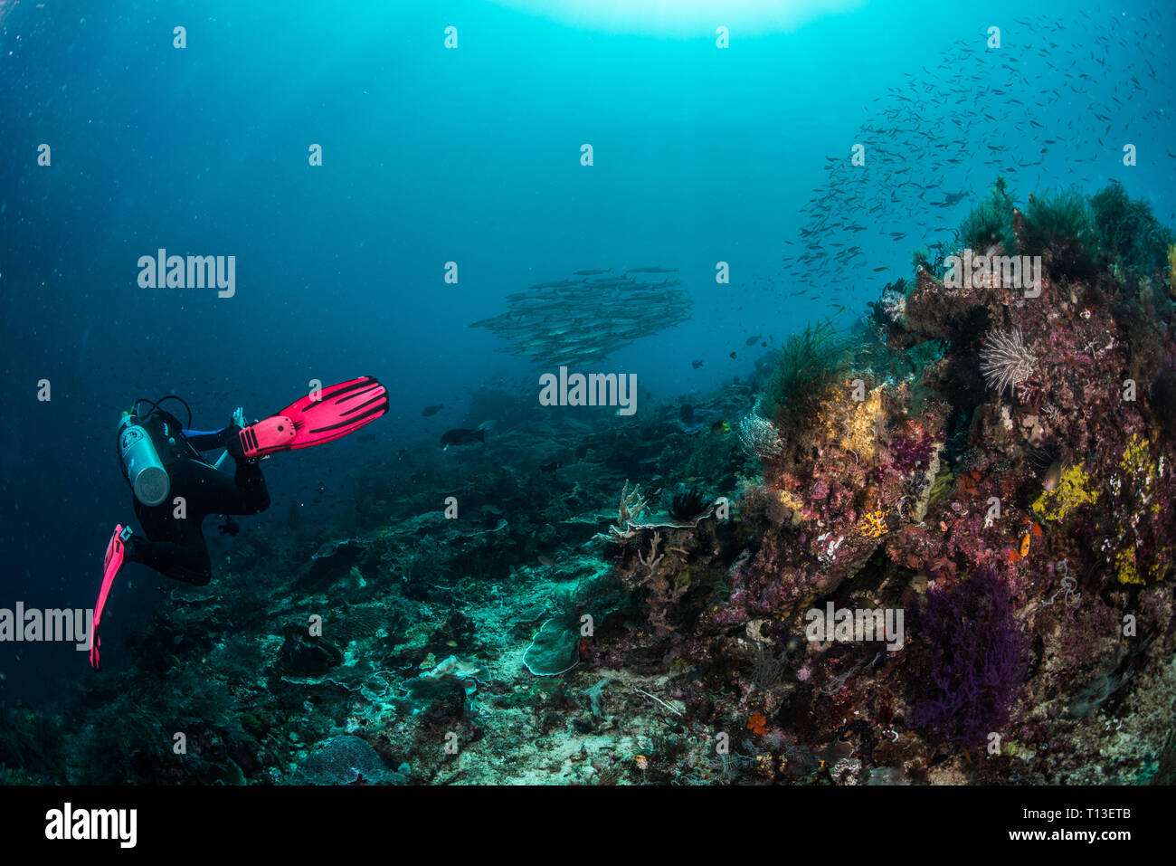 Scuba diving Raja Ampat Stock Photo - Alamy
