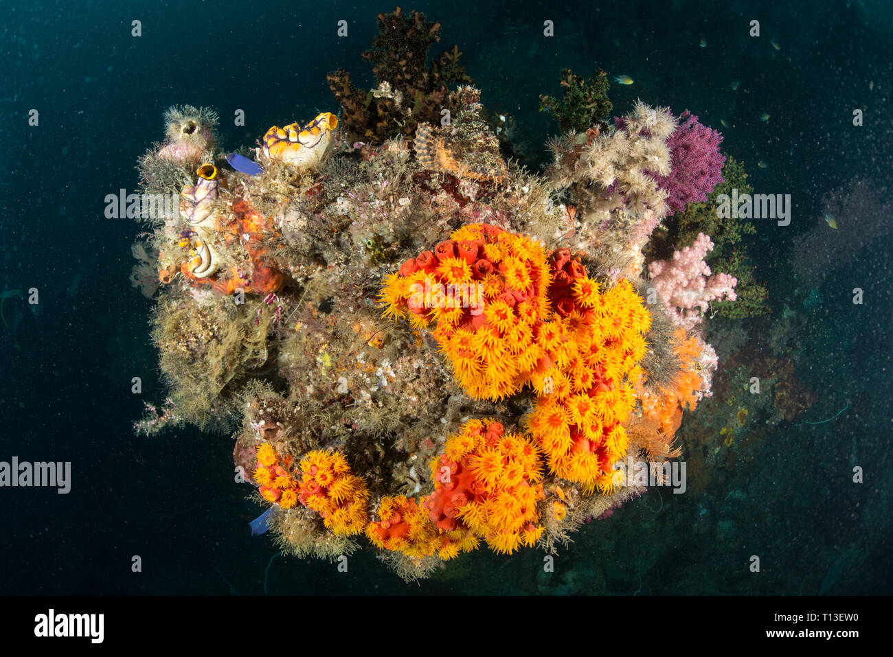Scuba diving Raja Ampat Stock Photo - Alamy