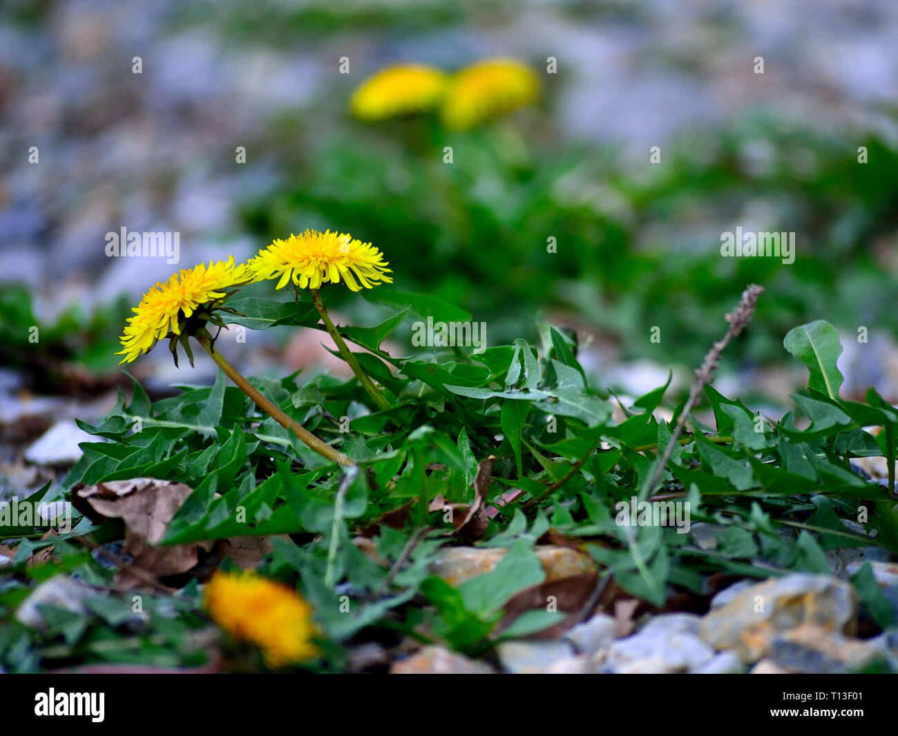 Dandelion flower taraxacum officinale hi-res stock photography and ...