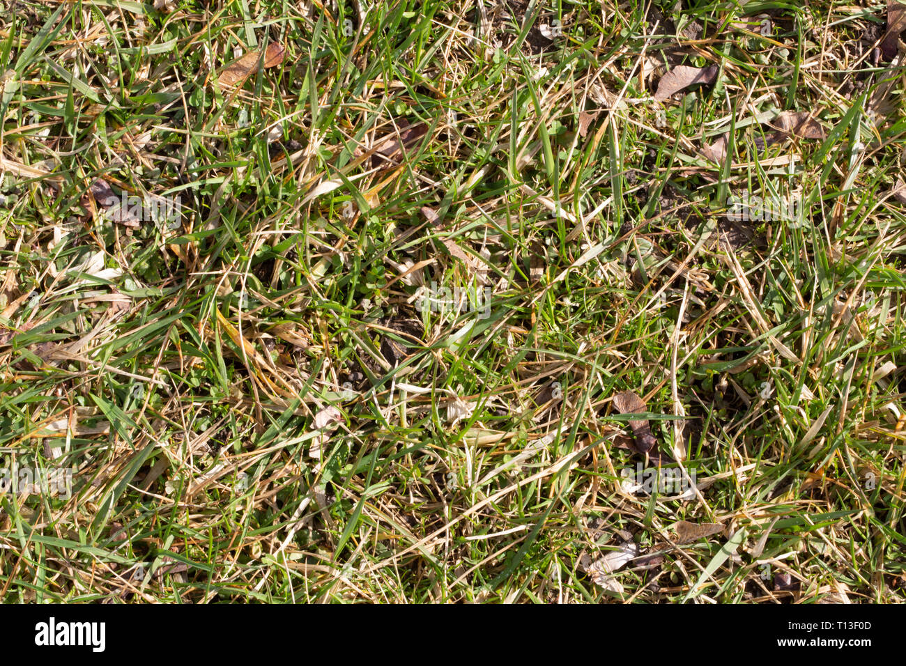 A grass texture hi-res stock photography and images - Alamy